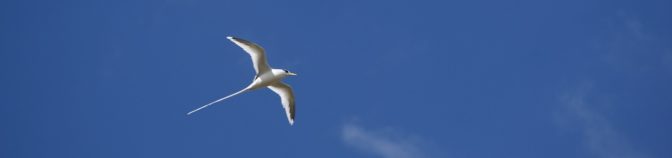 Les animaux de La Réunion : la faune locale de l'île